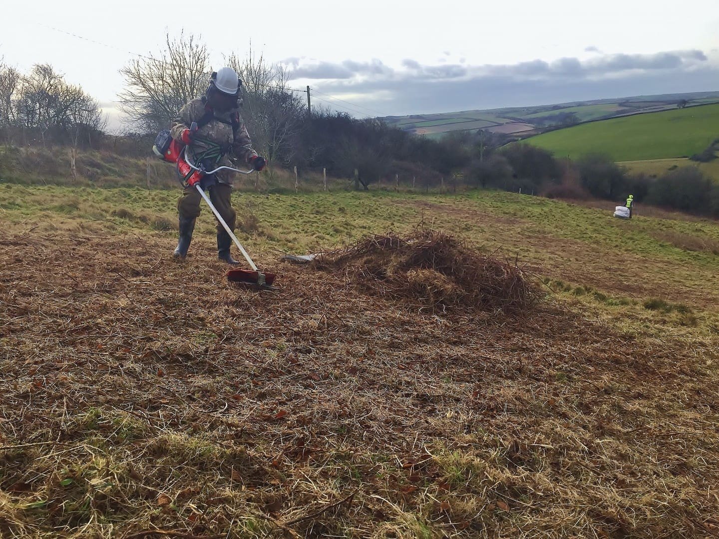 Hog Cliff National Nature Reserve - Weymouth Tree Surgeon Coastal Tree Care