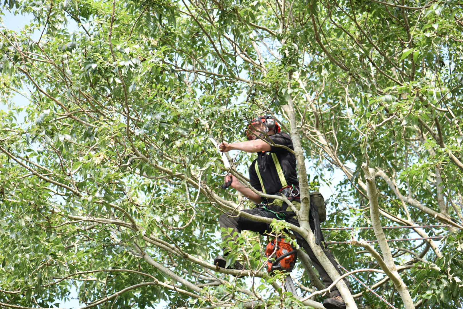 Arboriculture - Coastal Tree Care