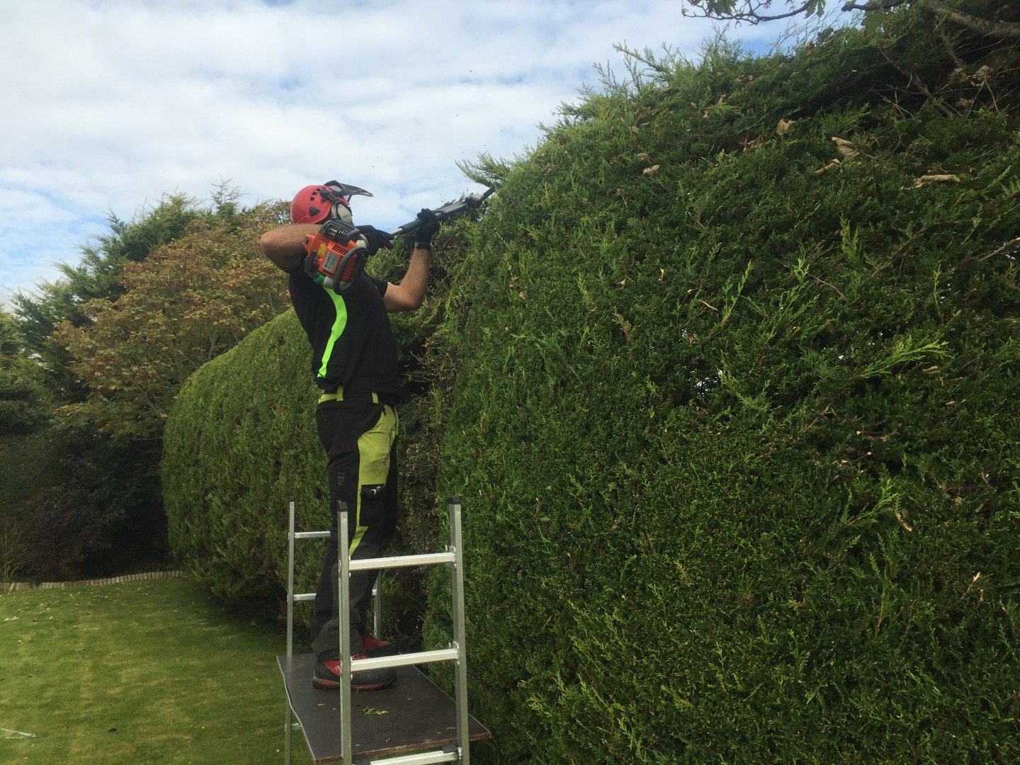 Hedge trimming - Weymouth Tree Surgeon