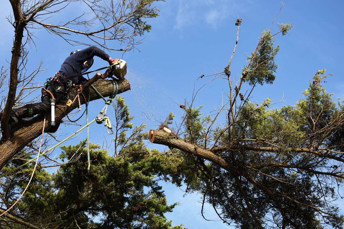 Tree Felling- Coastal Tree Care