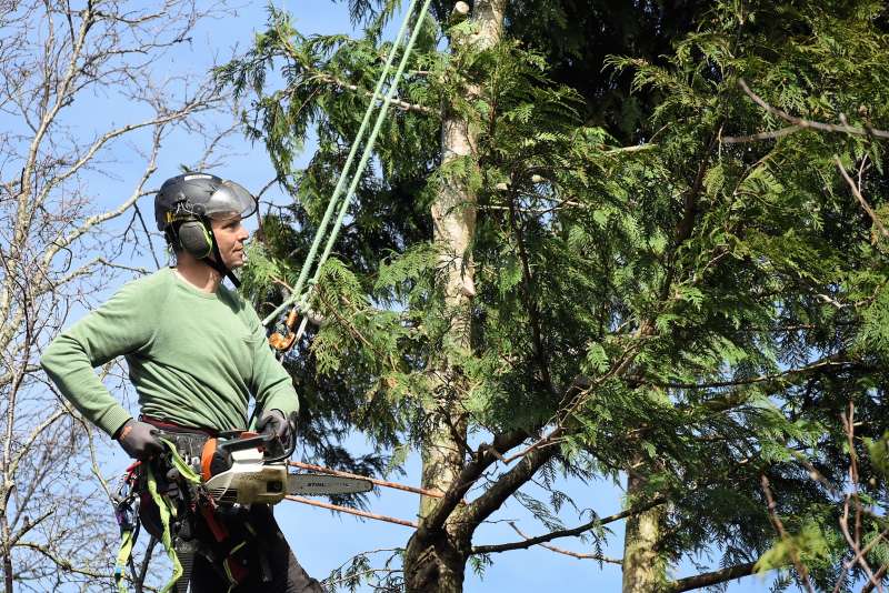 Weymouth Tree Surgeon - Tree surgery, hedge trimming and firewood logs